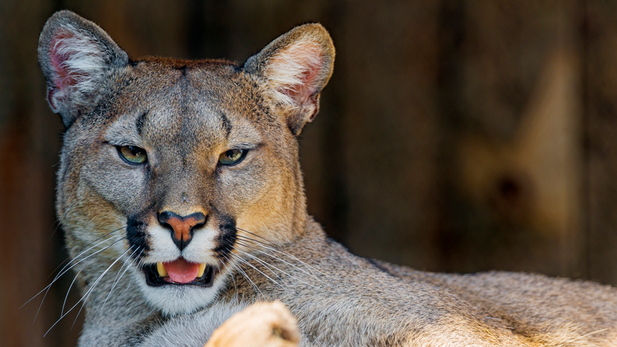 Éhes pumák szabadultak rá a fővárosra - Metropol