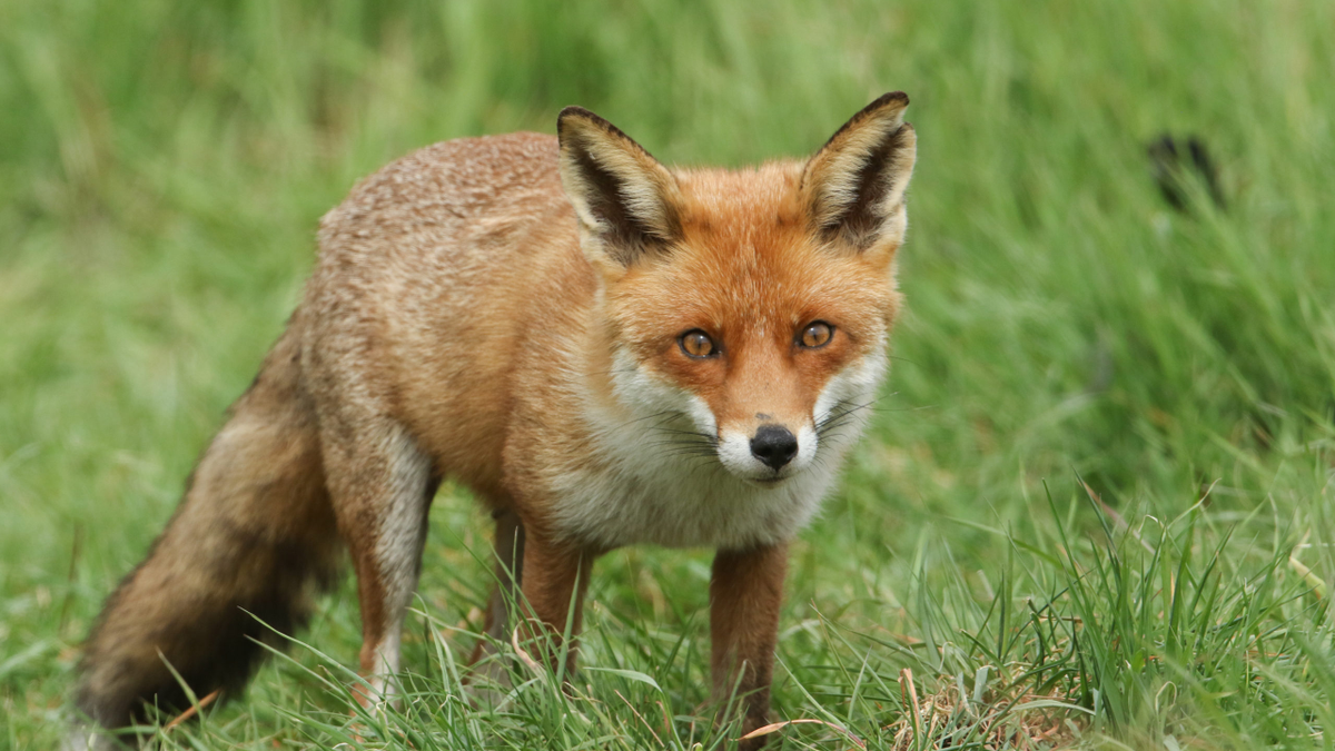 Így vadászik a róka a II. kerületi házak kertjeiben – Videó!