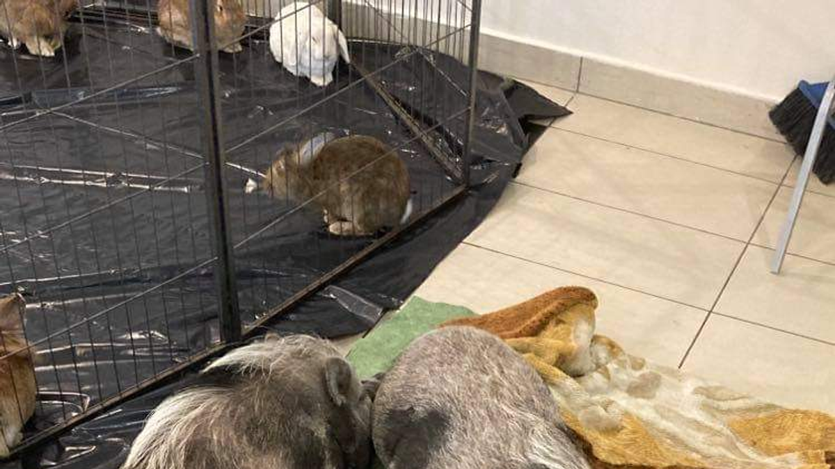 Plázás röfögés: Cuki malacok lepték el a Lurdy házat