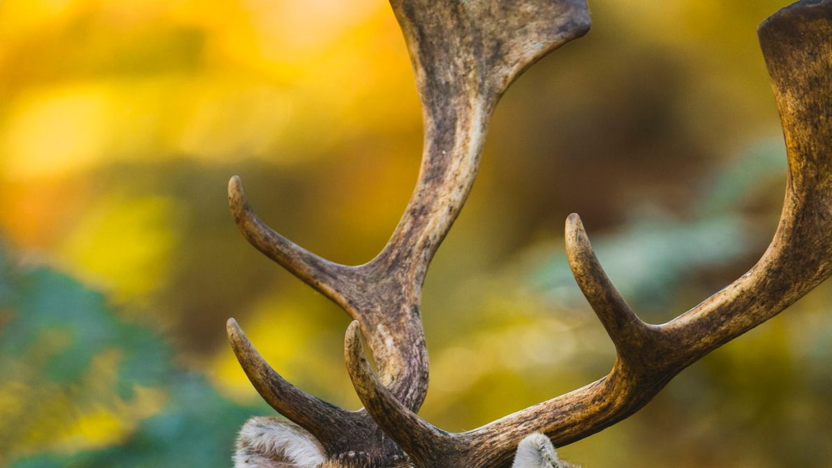 Figyelj, mit csinál ez a cuki szarvas! - Metropol