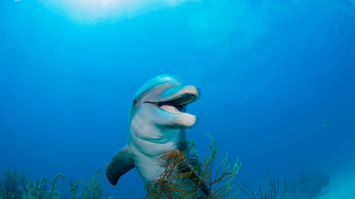 Így tanítja egy delfin a hátraszaltót társainak – Fotók!