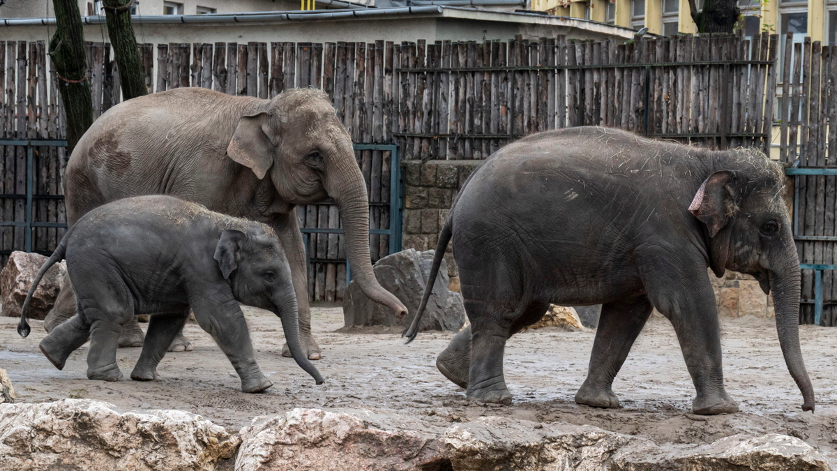 Buli volt az Állatkertben! Így ünnepelték születésnapjukat az elefántok ...