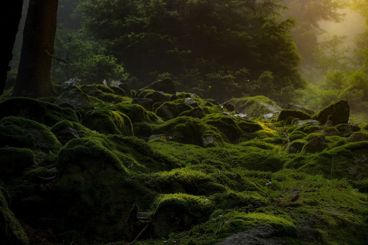 Hátborzongató: több százan ölték meg magukat a rejtélyes erdőben