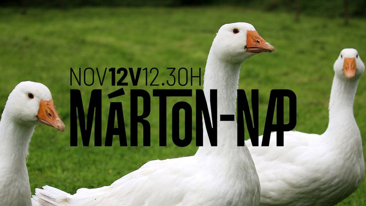 Márton-nap a Marczibányiban